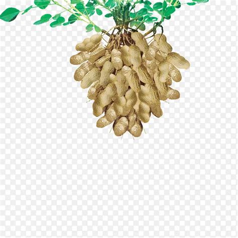 花生PNG图片素材下载 图片编号qvmoorlj 免抠素材网