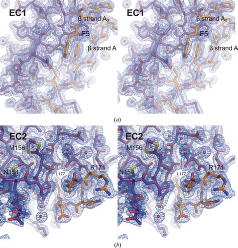 Iucr Crystal Structure Of The Nonclassical Cadherin 17 N Terminus And