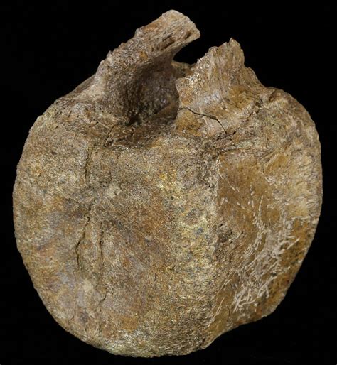 1 8 Dinosaur Caudal Vertebrae Judith River Formation Montana