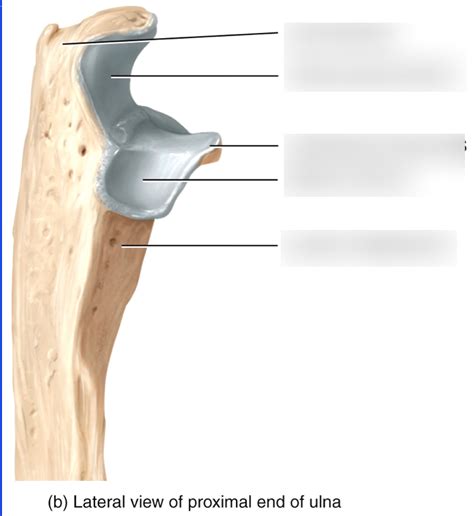 Lateral View Of Proximal End Of Ulna Diagram Quizlet