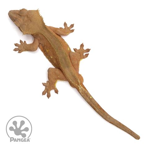 Male Red Phantom Crested Gecko Pangea Reptile Cr 2310 Pangea