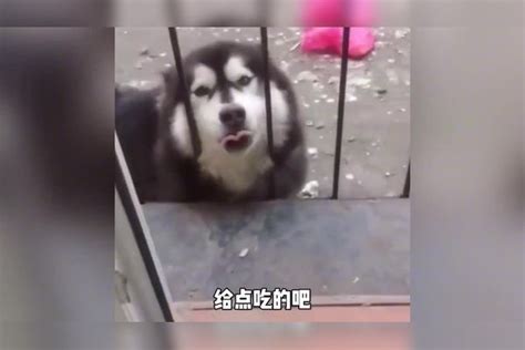 搞笑配音 狗子欺负马，个子虽小脾气大！个子