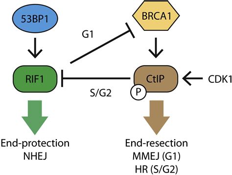 A Cell Cycle Dependent Regulatory Circuit Composed Of 53bp1 Rif1 And
