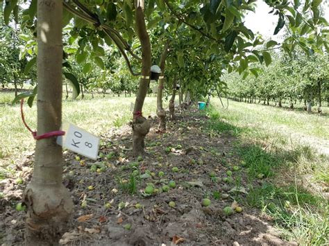 Modern Practices In Irrigation Regime Of Fruit Trees Grown In Water