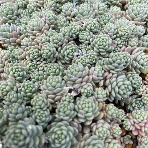 14m 多肉植物『マジョール』 カット苗 メルカリ