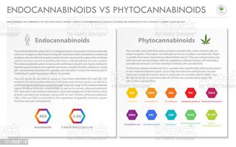 Endocannabinoids Vs Phytocannabinoids Infografis Bisnis Horizontal Ilustrasi Stok Unduh Gambar