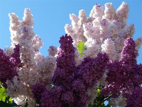 The Color Lilac Definition Hex Code History Meaning And Design Uses Color Meanings