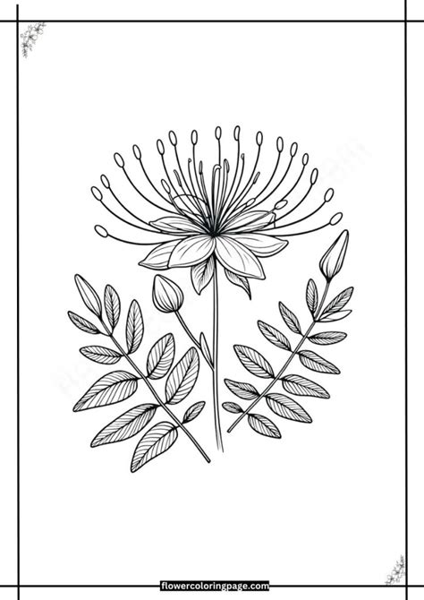 Printable Cleome Coloring Pages Free Pdf Flower Coloring Page