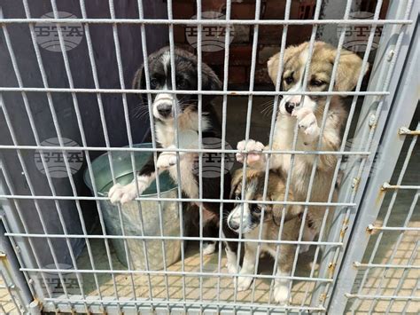 Доброволци Самоков Общ център за безстопанствени животни