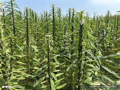 芝麻摄影图 田园风光 自然景观 摄影图库 昵图网