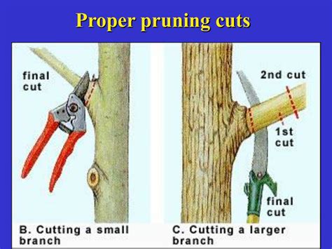 Ppt Mastering Plant Pruning Techniques Tips And Safety Measures Powerpoint Presentation