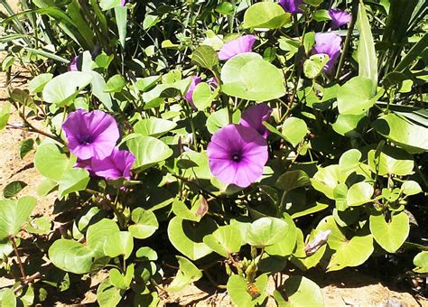 Ipomoea Asarifolia Ecured