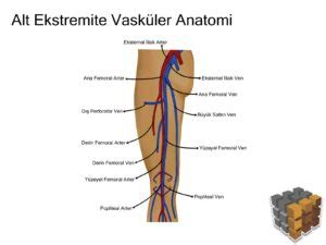 Alt Ekstremite Venöz Ultrasonografi İllüstrasyonu Acilci Net