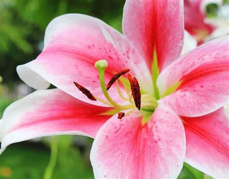 When To Transplant Lilies Expert Advice Kamicomph