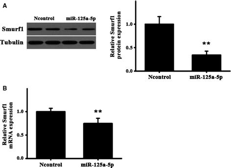 Expression Of Smurf1 In Cells Transfected With Mir‐125a A The Smurf1