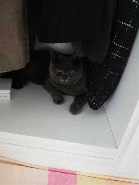 英短金虎斑和狸花猫怎么区分？ 知乎
