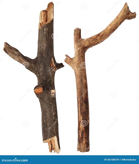 Broken Tree Branches Stock Photo Image
