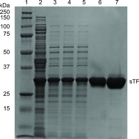 SDS PAGE Analysis Of STF Purification SDS PAGE 12 Acrylamide Gel Of Download Scientific