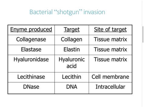Bacterial Infections Flashcards Quizlet