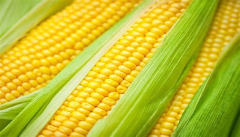 Corn Is Key In Ethanol Production