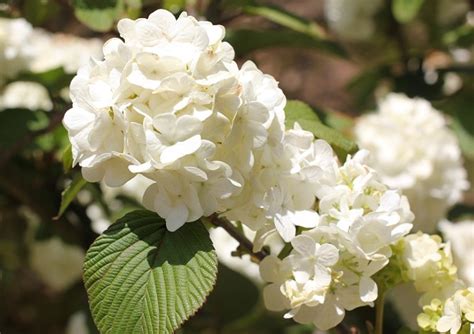 白いアジサイ紫陽花に似てるオオデマリ大手毬 優しい雨