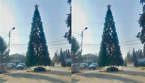 რატომ დადგეს წნორში შუა გზაზე ნაძვის ხე