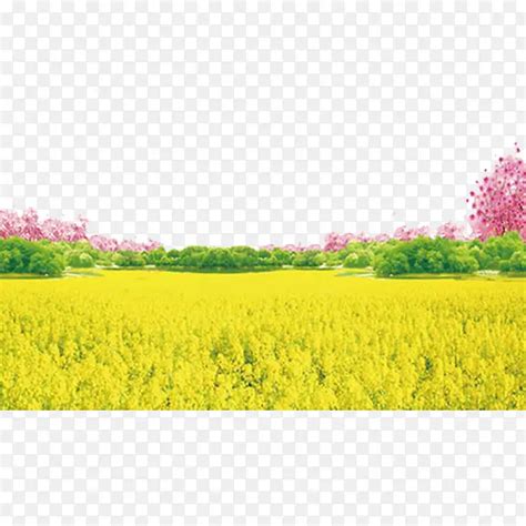 金色油菜花PNG图片素材下载 图片编号qdokmlma 免抠素材网