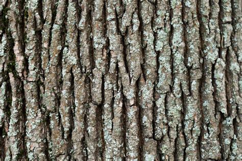 Sugar Maple Branching Pattern