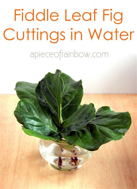 Grow Beautiful Fiddle Leaf Fig 5 Best Care Tips A Piece Of Rainbow