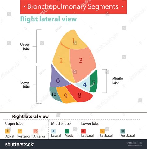 Bronchopulmonary Segments Right Lateral View Stock Vector Royalty Free