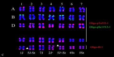 Figure 1 From Molecular And Cytological Identification Of Wheat Thinopyrum Intermedium Partial