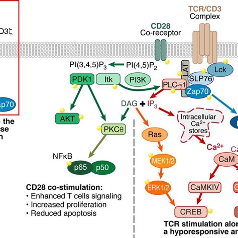 Signaling In T‐cell Activation And Pd‐1 Mediated Suppression T‐cell