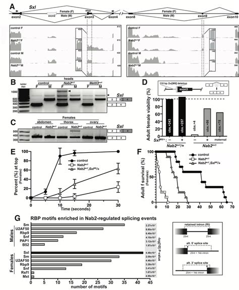 Alternative Splicing Of Sxl Is Disrupted In Nab2 Ex3 Female Heads A