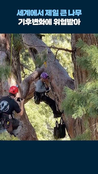 세계에서 제일 큰 나무도 기후변화가 두렵다 Shorts Youtube