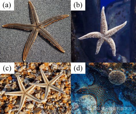 海星优化算法sfoa 2024年12月sci最新算法 公式原理详解与性能测评 Matlab代码免费获取 Csdn博客