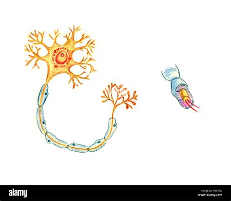Simple Neuron Drawing