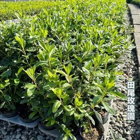 田尾玫瑰園 l 平戶杜鵑大葉杜鵑錦繡杜鵑3 5吋黑軟盆 高度約30cm行道樹 工程用樹 分隔島美化植物 圍籬植物 Yahoo奇摩拍賣