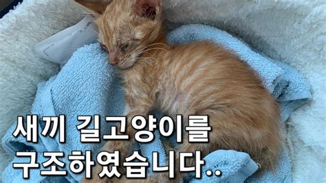 새끼고양이를 구조하였습니다 냥줍길고양이새끼고양이허피스링웜치료 Youtube
