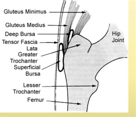 Hip Msk Clin Med Flashcards Quizlet