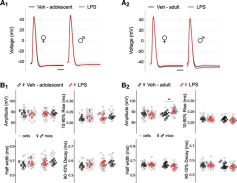 Early Life Inflammation Increases Ca1 Pyramidal Neuron Excitability In A Sex And Age Dependent