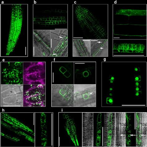 Subcellular Localization Of The PP C GFP Chimera In A Thaliana Roots Download Scientific