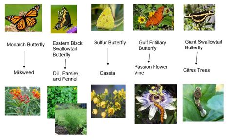 The Definitive Guide To Planting For Pollinators In New Orleans Wikilawn