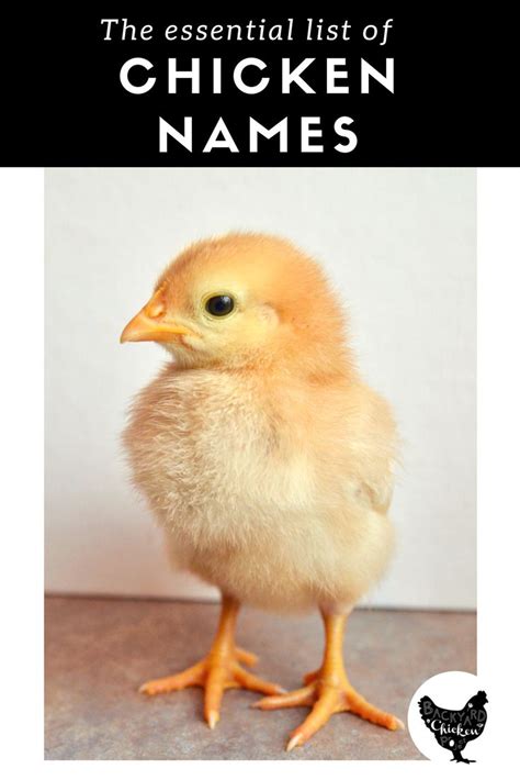 Naming Chickens Is Hard We Ve Made It Easy With This Huge List Of