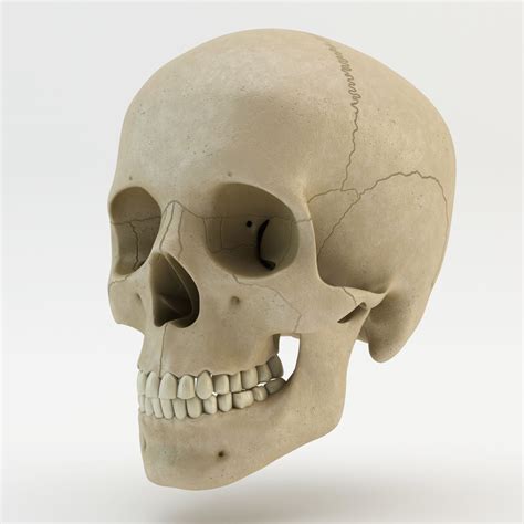 人类的头骨 3d模型 39 Max Free3d
