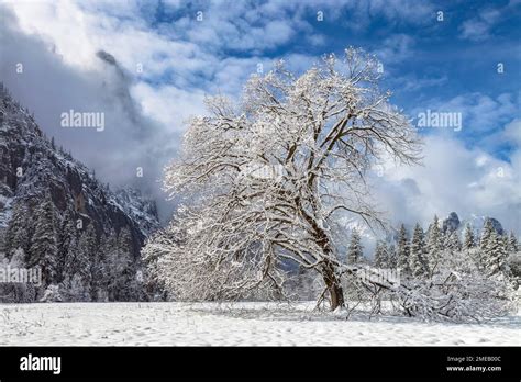 California Black Oak Tree Quercus Kelloggii Cook Meadow In Winter