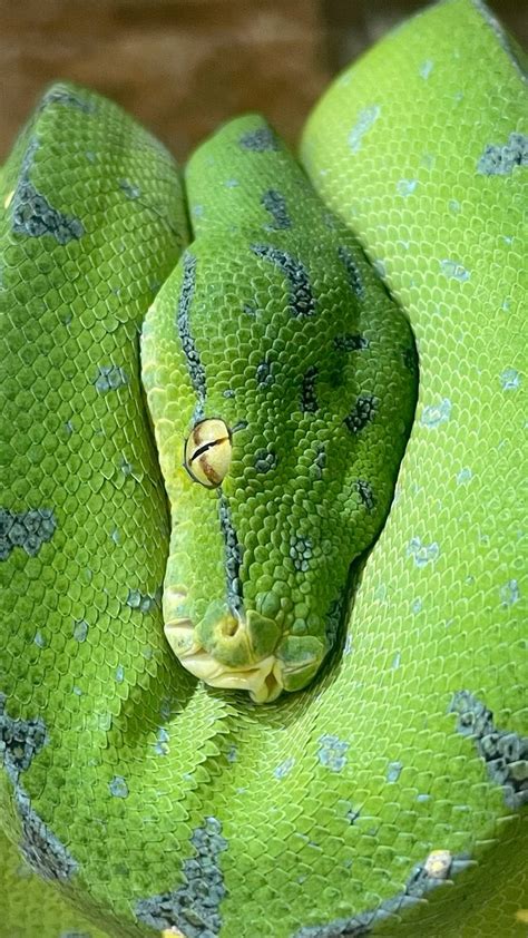 Sorong Green Tree Python Close Up