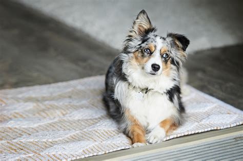 Are Mini Australian Shepherd Hypoallergenic
