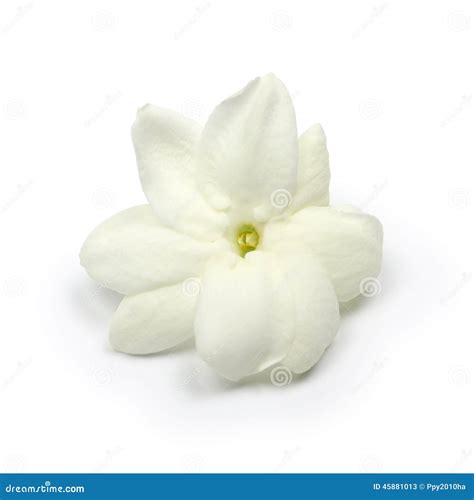 Arabischer Jasmin Jasminteeblume Stockbild Bild Von Wohlriechend