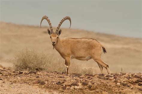 Joshs Blog Nubian Ibex