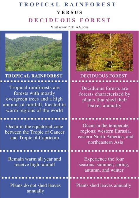 Difference Between Tropical Rainforest And Deciduous Forest Pediaa